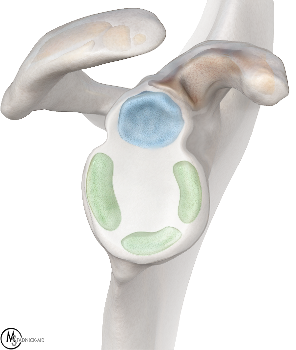 ANATOMIA DELLA GLENA | Radiologia Ortopedica